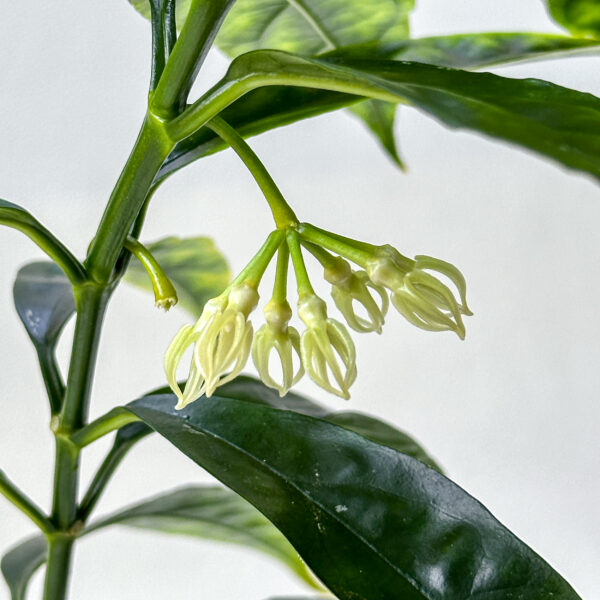 Hoya decipulae – potaknjenec – Skayana Tropicals – trgovina z redkimi ...