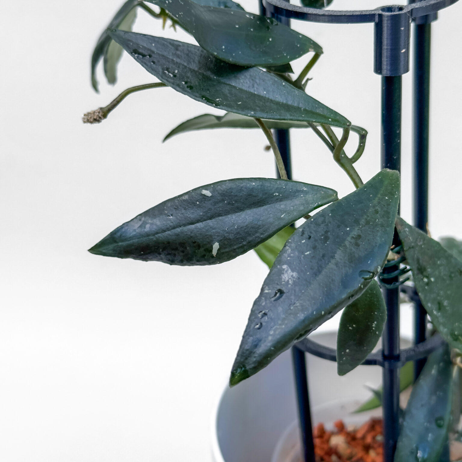 Hoya mirabilis clone B – potaknjenec – Skayana Tropicals – trgovina z ...